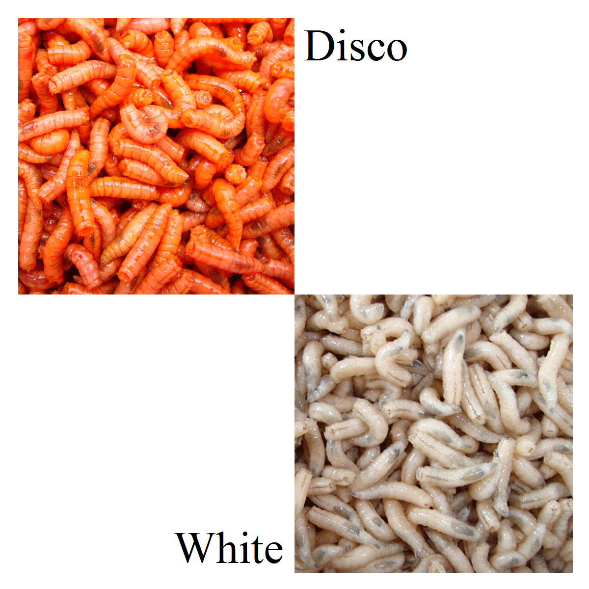 Willy Worms Maggots | Angling Direct